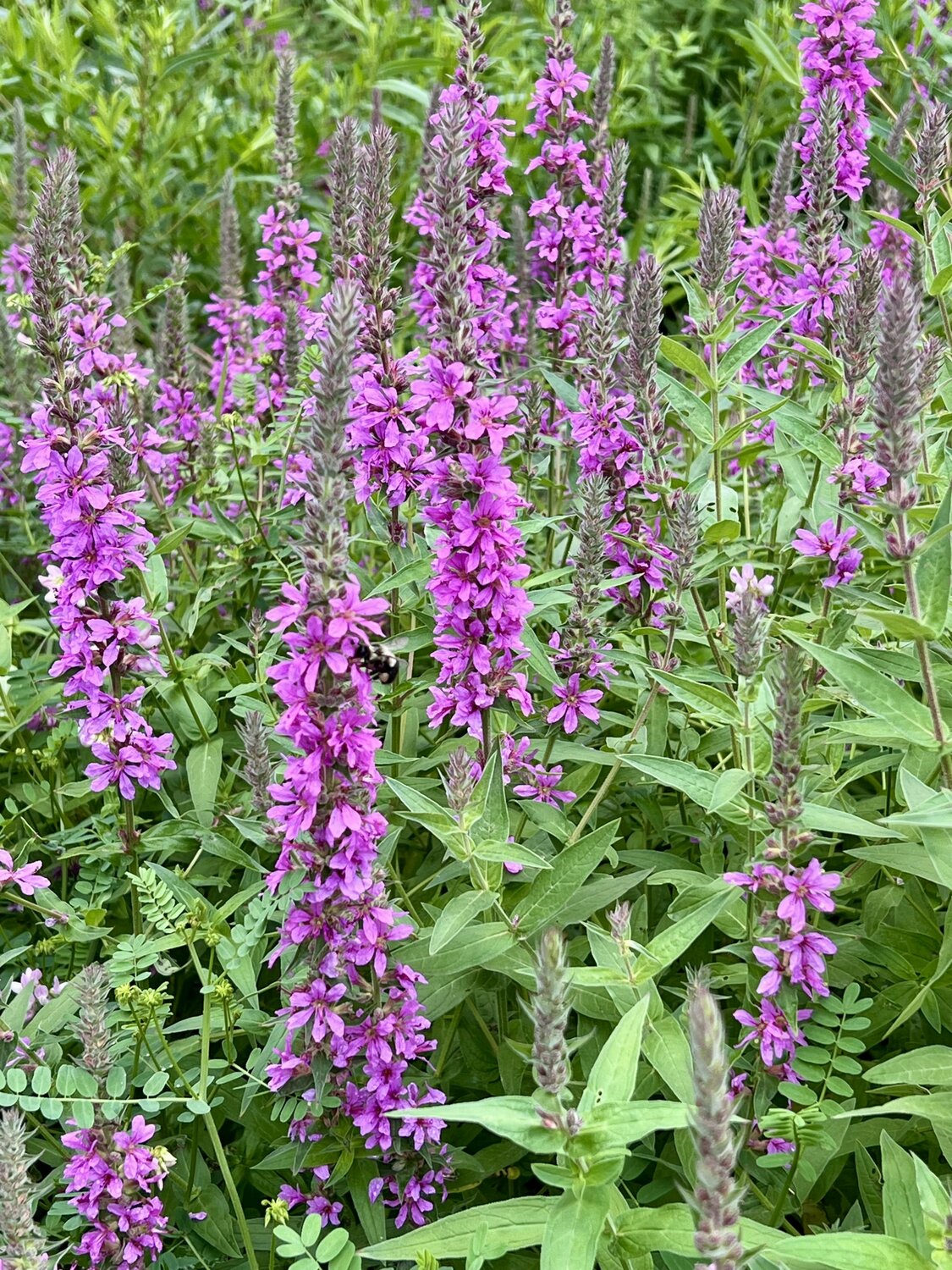 Invasive Purple Loosestrife Found in Central Michigan, Experts ...