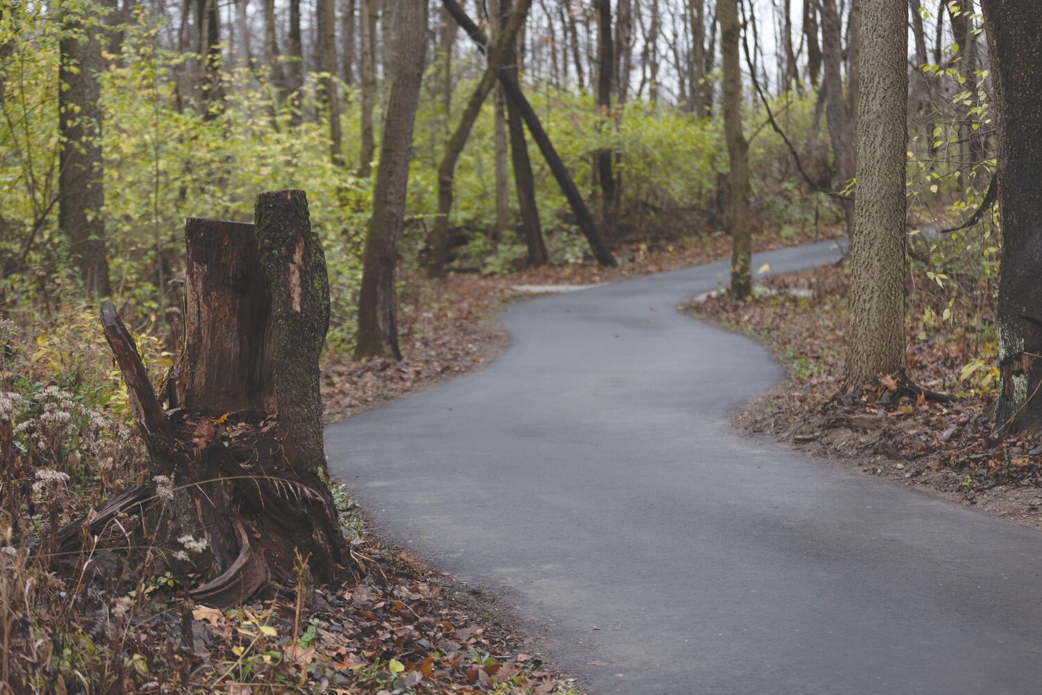 Invasive species removal planned at Brickyard Nature Park | Journal Review
