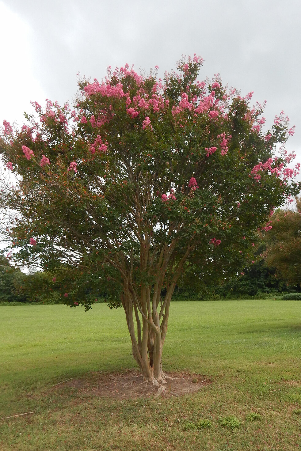 Gardeners, landscapers wanted for ‘crape murder’ | Bay to Bay News