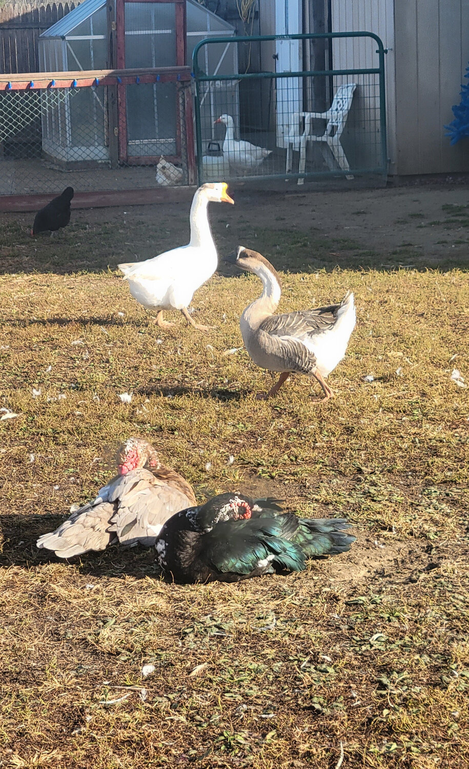 Townsend zoo turning on Christmas lights, spotlighting animals | Bay to ...