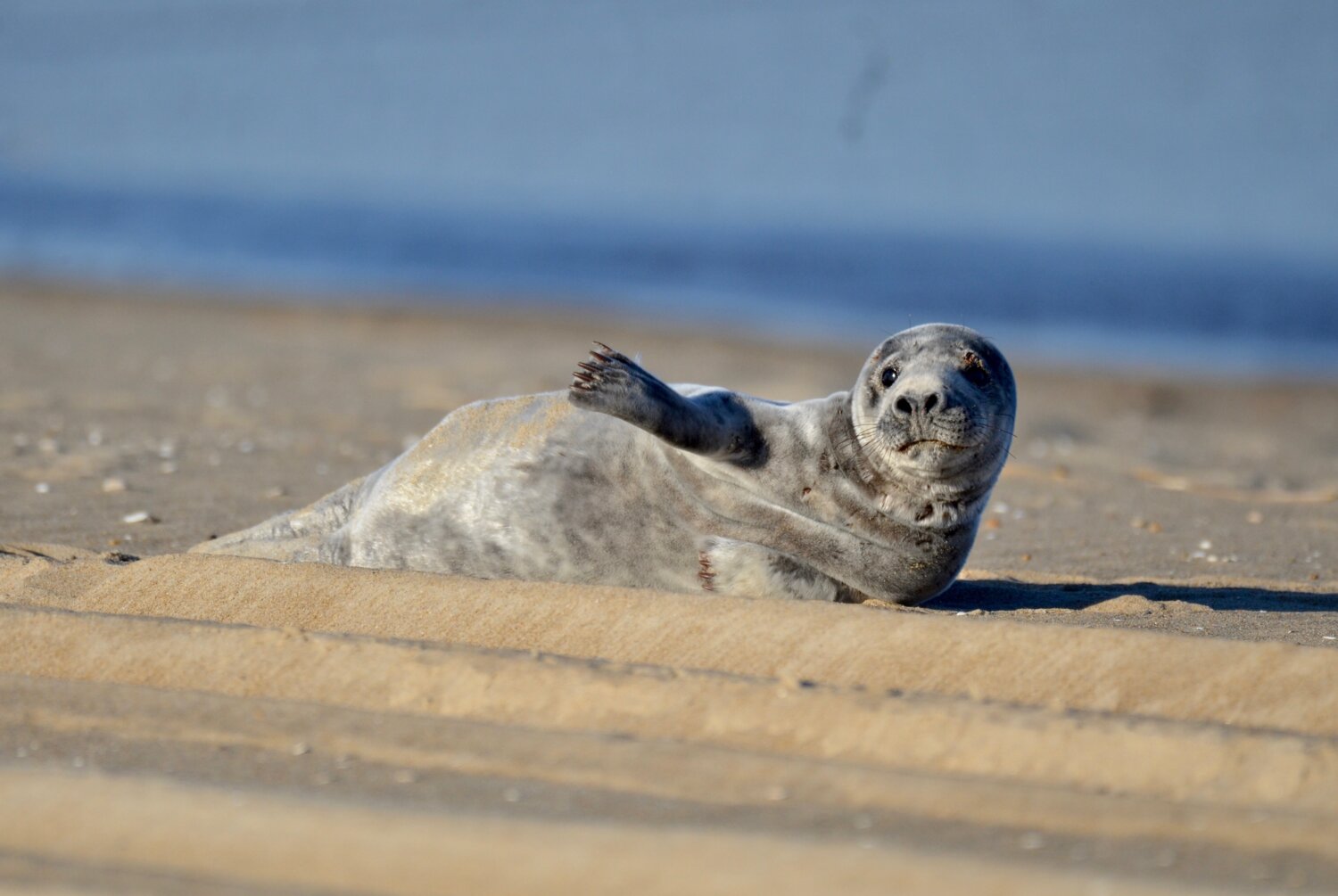 Institute continues ‘busy’ seal rescue season | Bay to Bay News