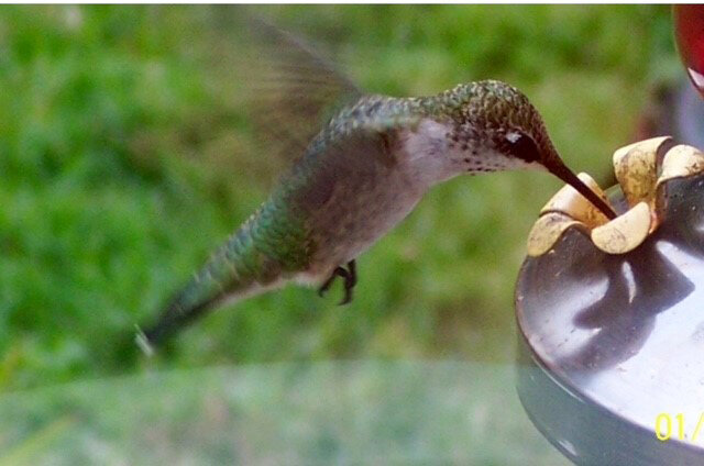 Happy hummingbird | Bay to Bay News