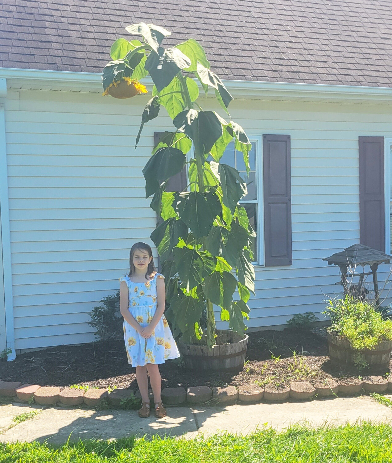 Sunflower keeps growing and growing and growing in Smyrna | Bay to Bay News