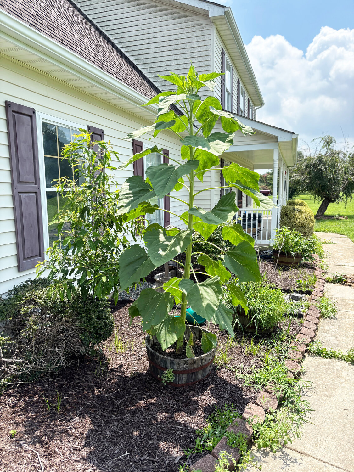 Sunflower keeps growing and growing and growing in Smyrna | Middletown ...