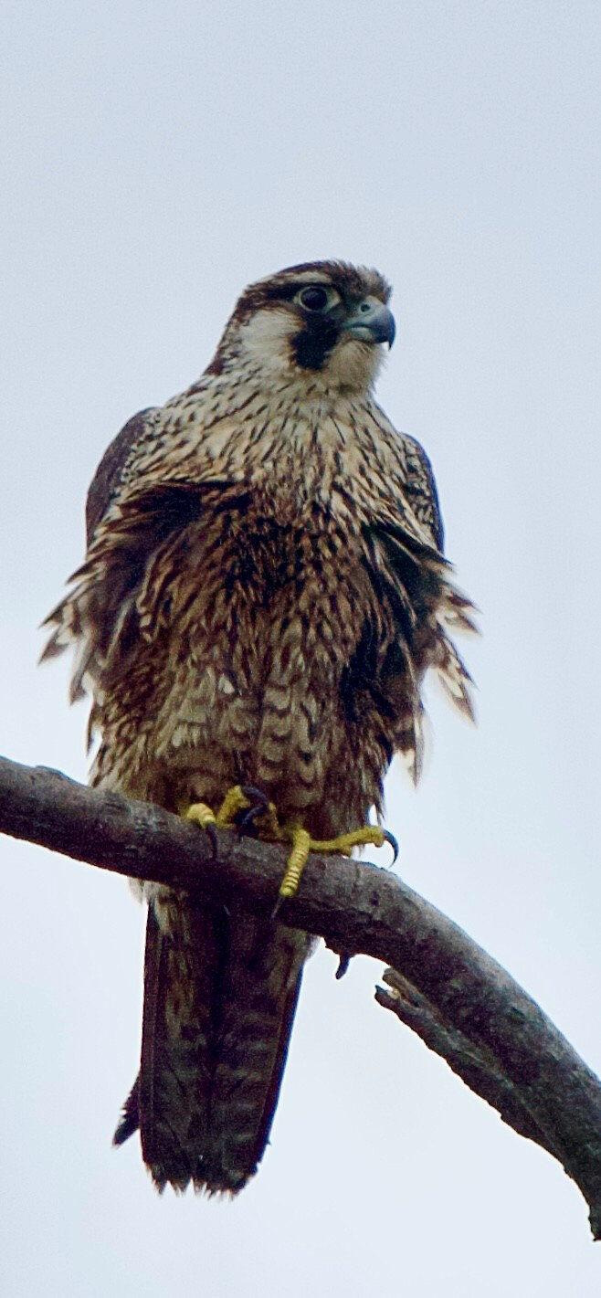 Peregrine Falcon | Bay to Bay News
