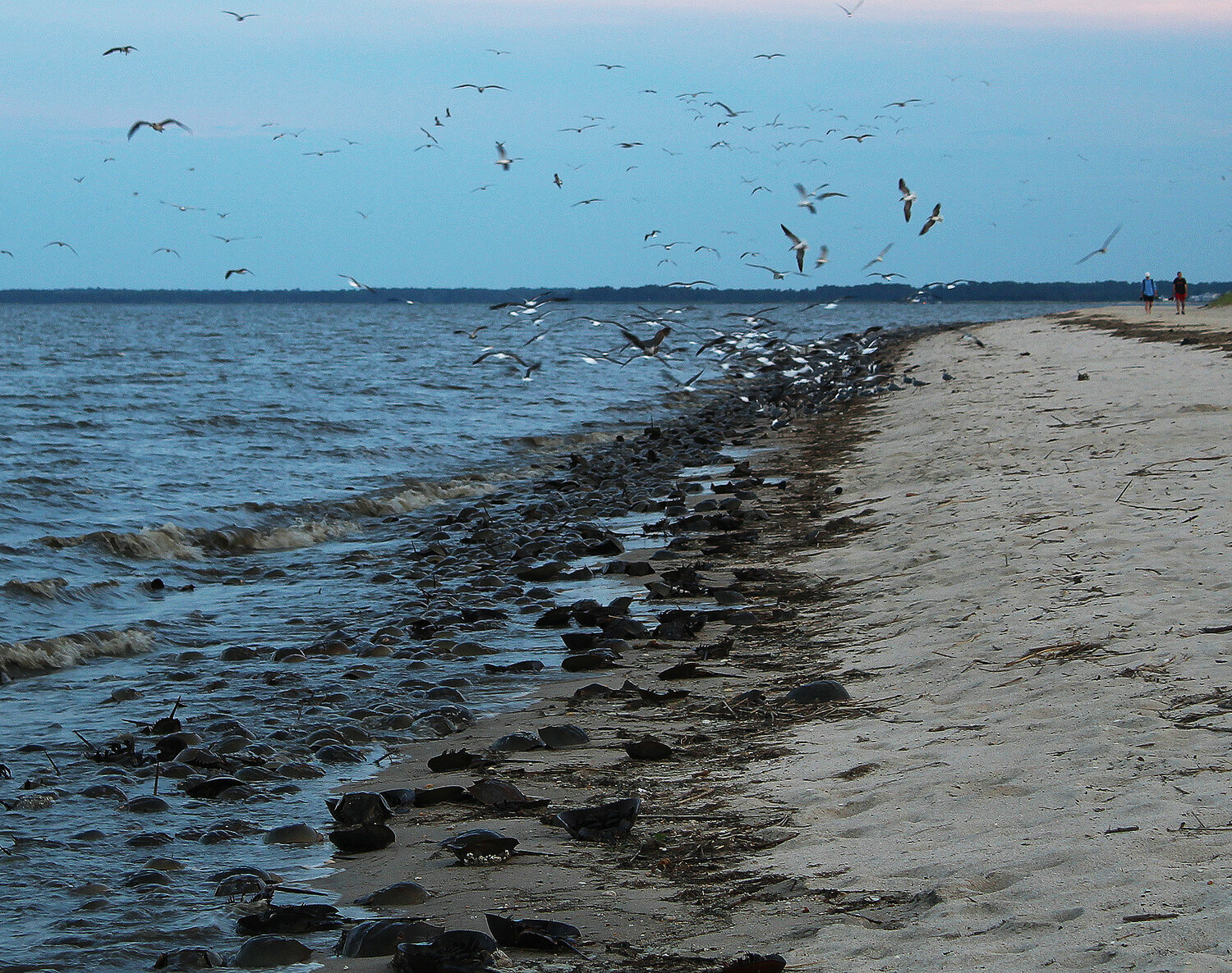 Fisheries commission adopts short-term protection for female horseshoe ...