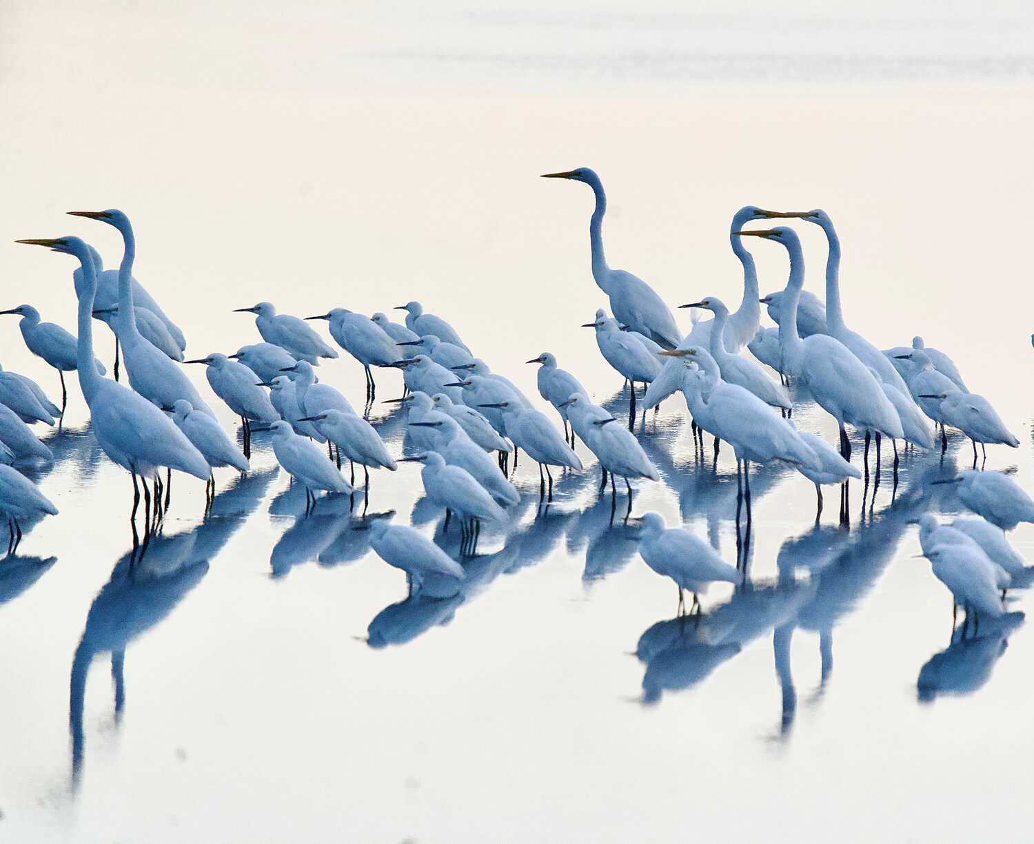 Great Egrets | Bay to Bay News