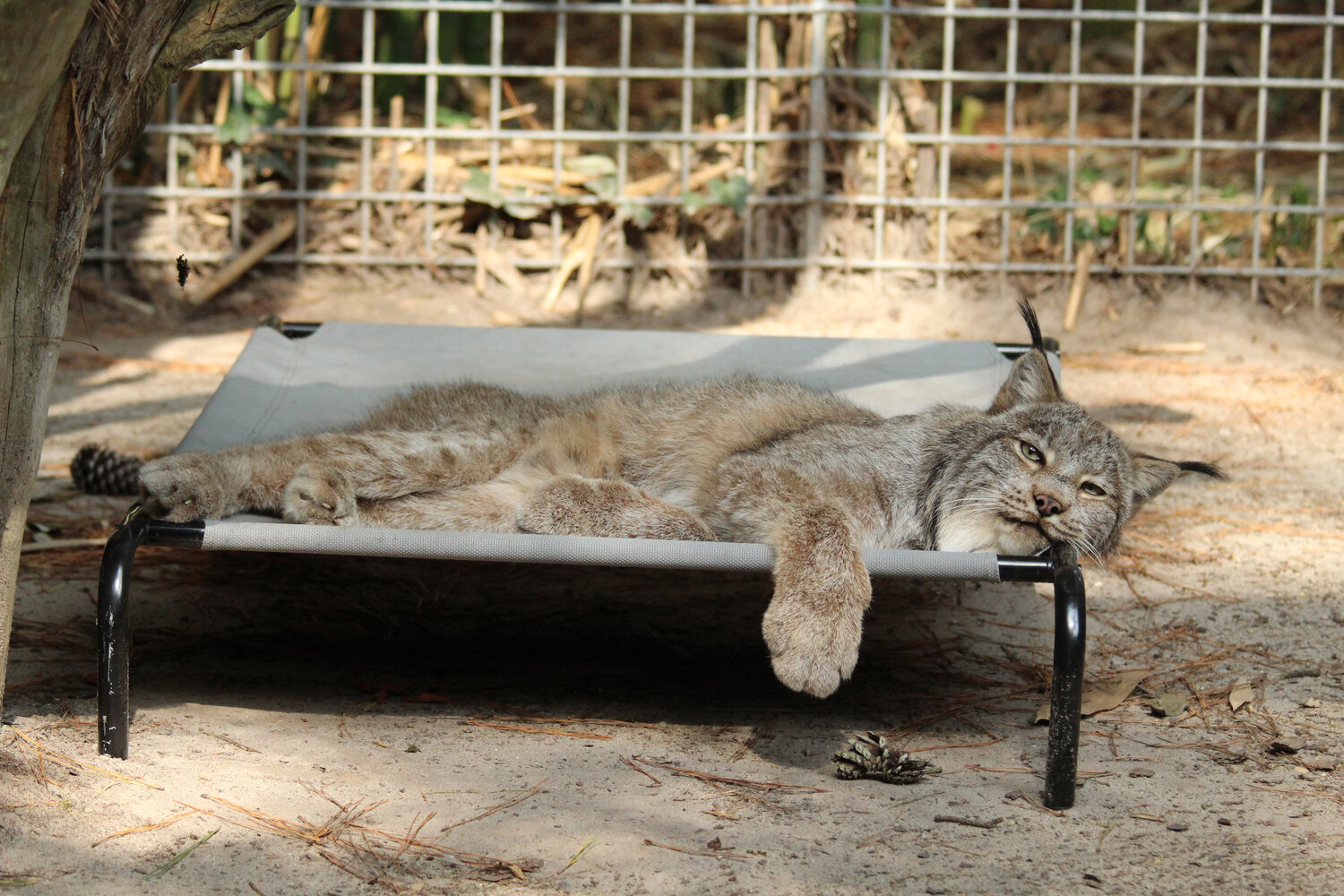 Salisbury Zoo resident Chayne passes at 17 from age-related conditions ...