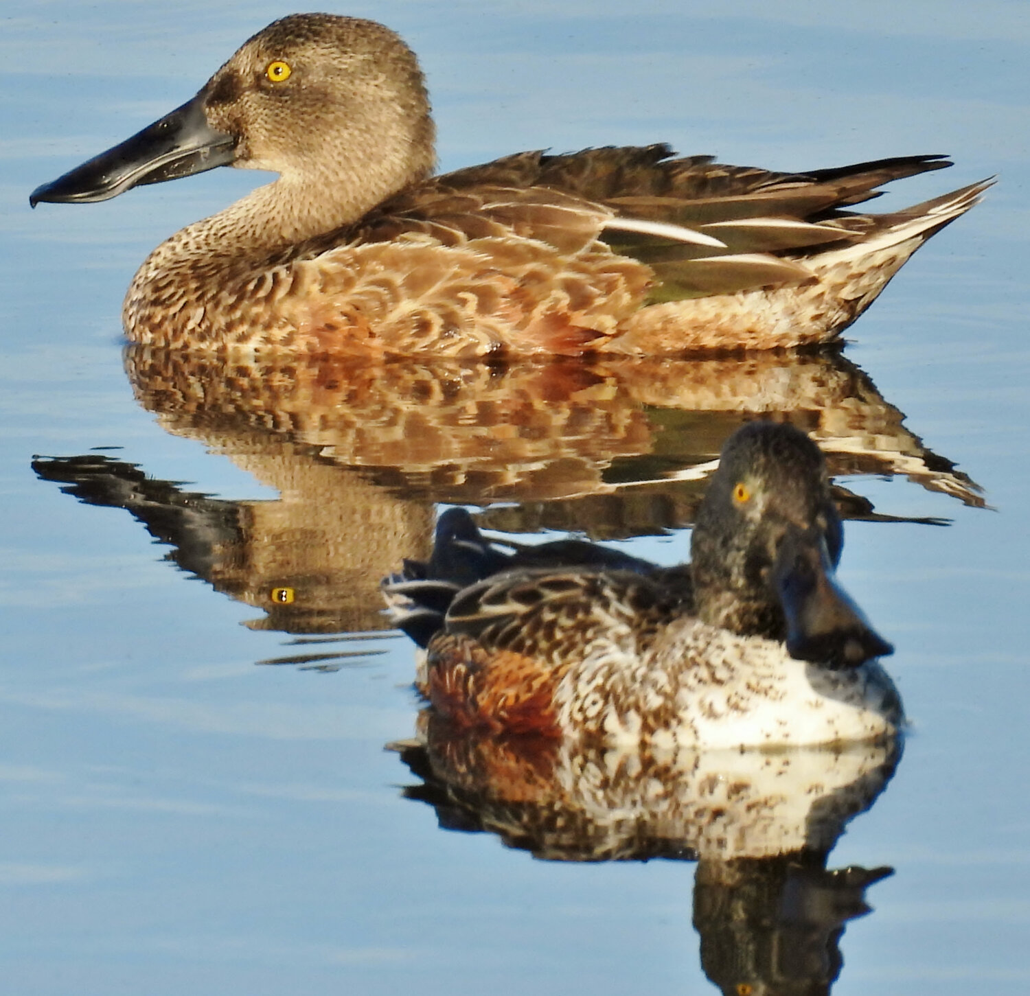 Ducks | Bay to Bay News