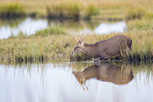 Deer hunters with muzzleloaders restart season for two weeks on Dec. 20 ...