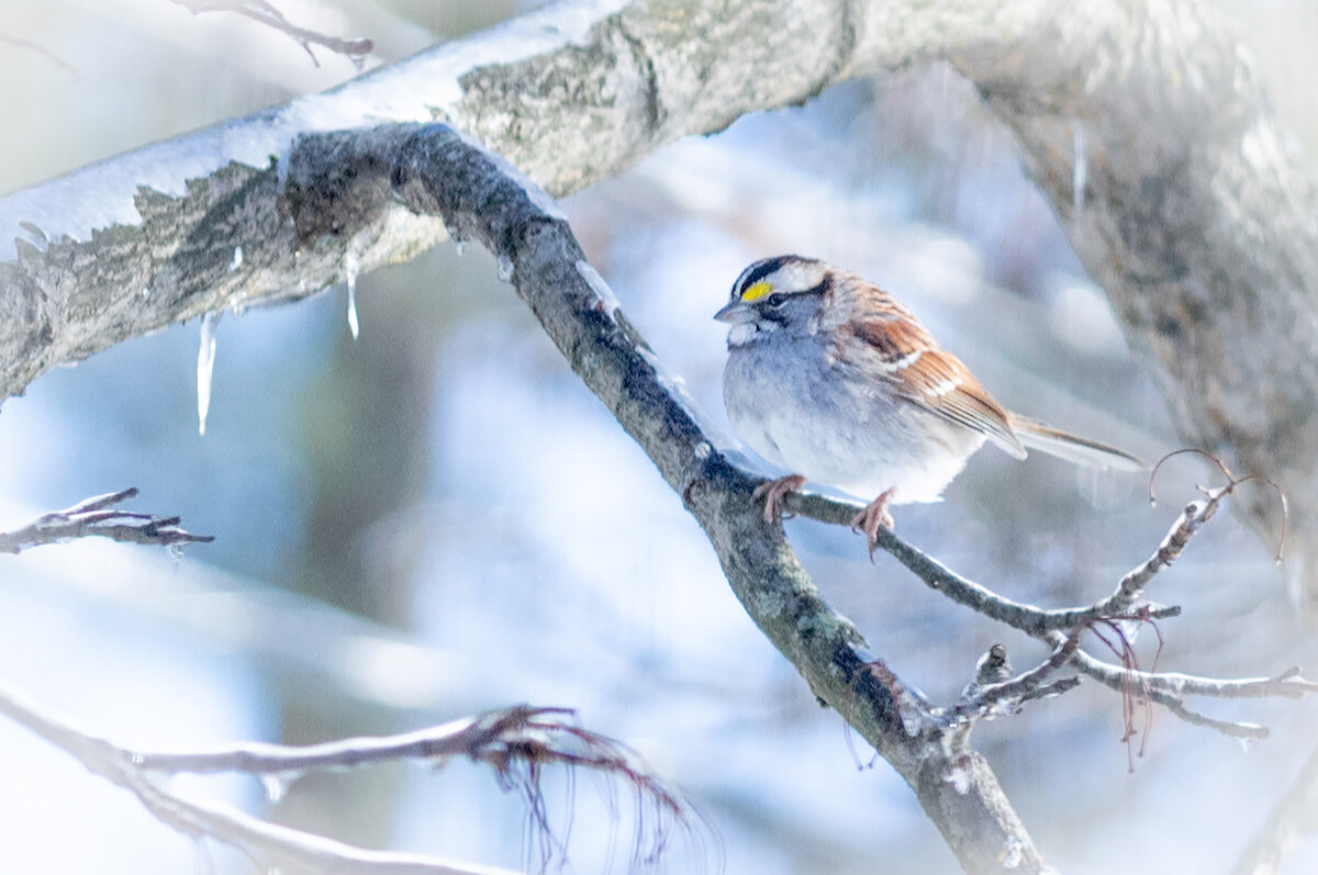 Warm sparrow | Bay to Bay News