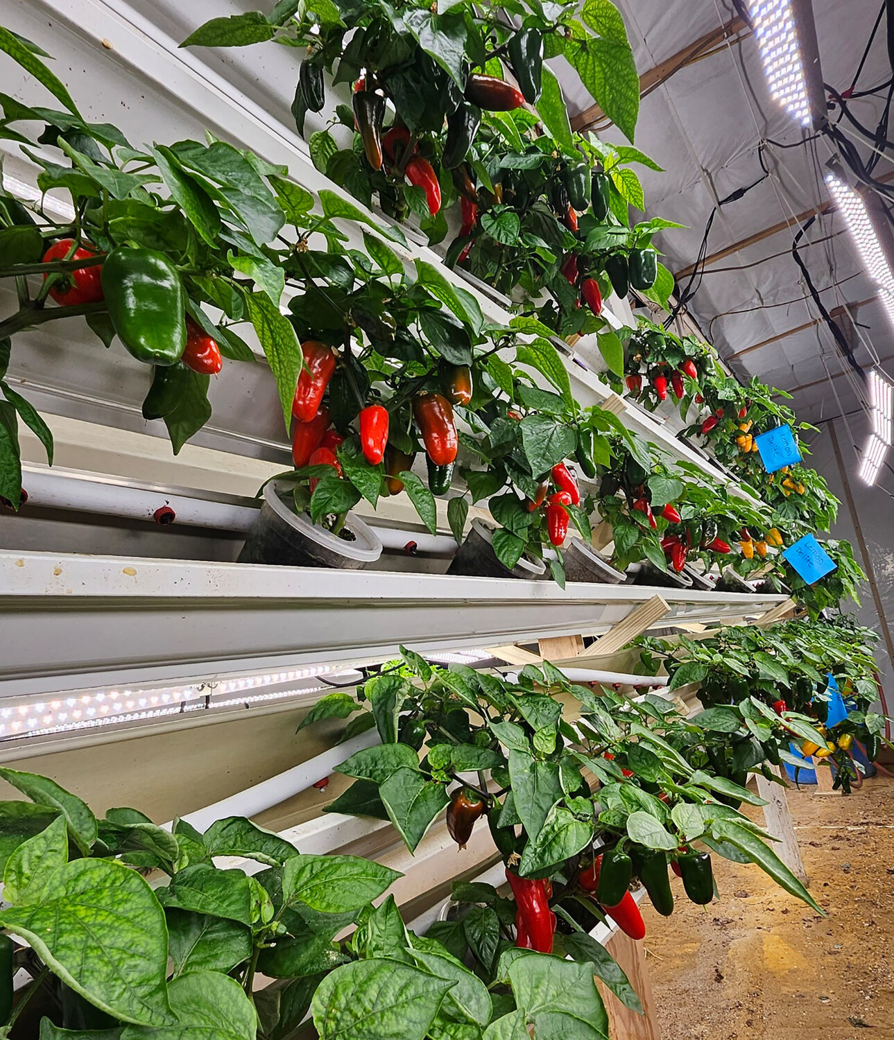 Farming conversion: Chickens to leafy greens | Bay to Bay News