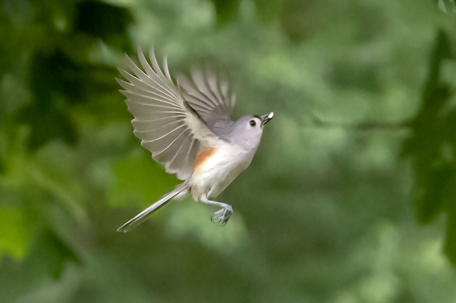 Tufted titmouse | Bay to Bay News