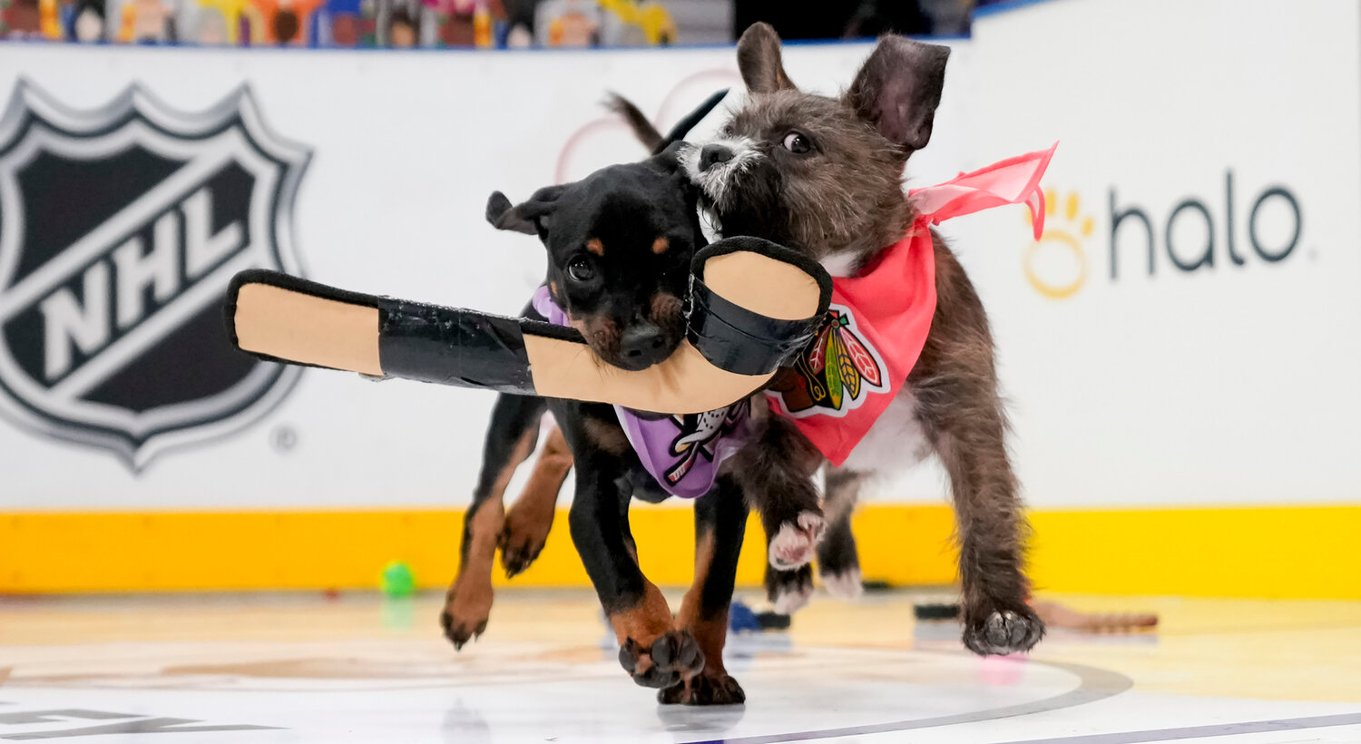 Brandywine Valley SPCA’s pups join pucks for hockey finals | Bay to Bay ...