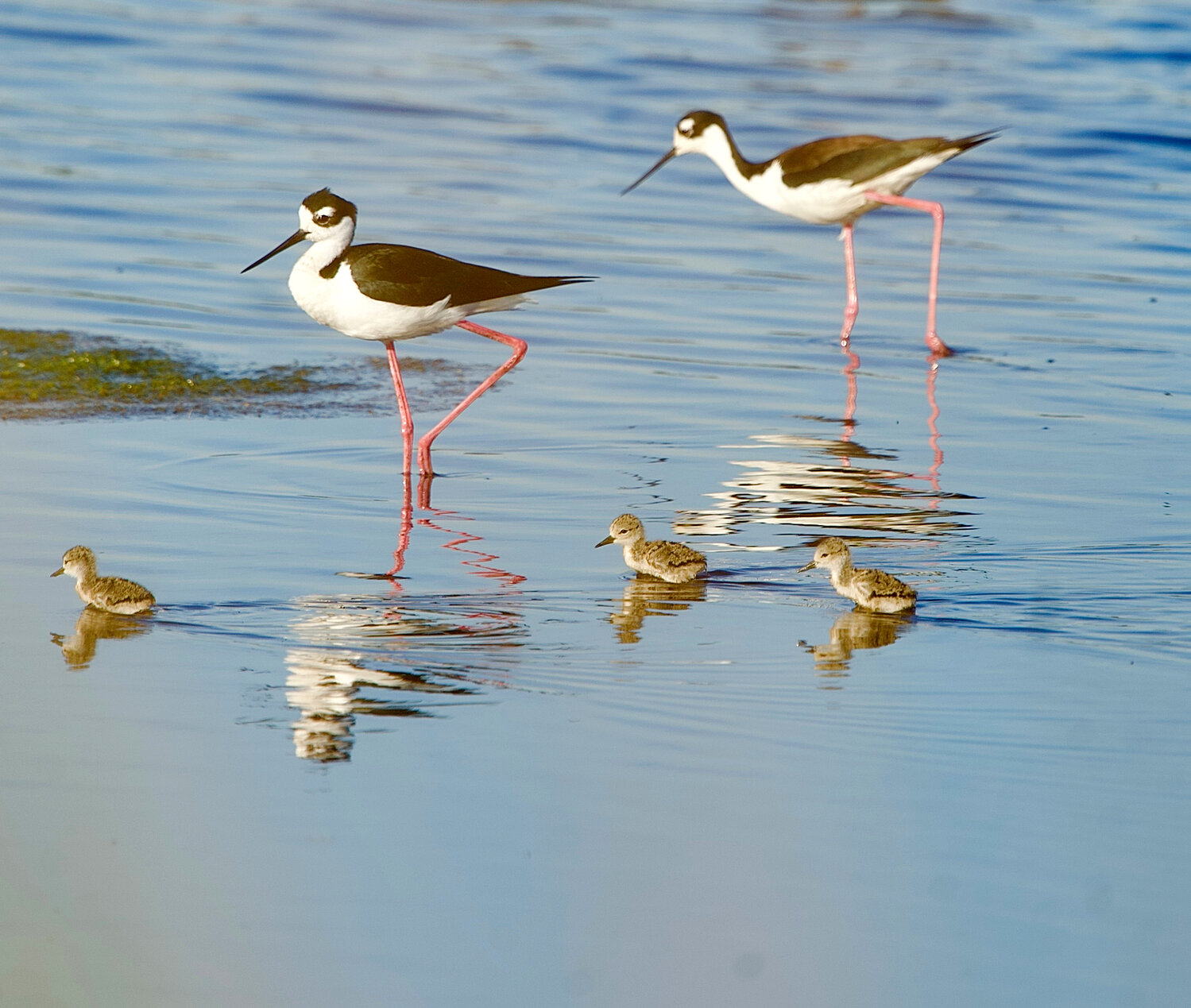 Family outing | Bay to Bay News