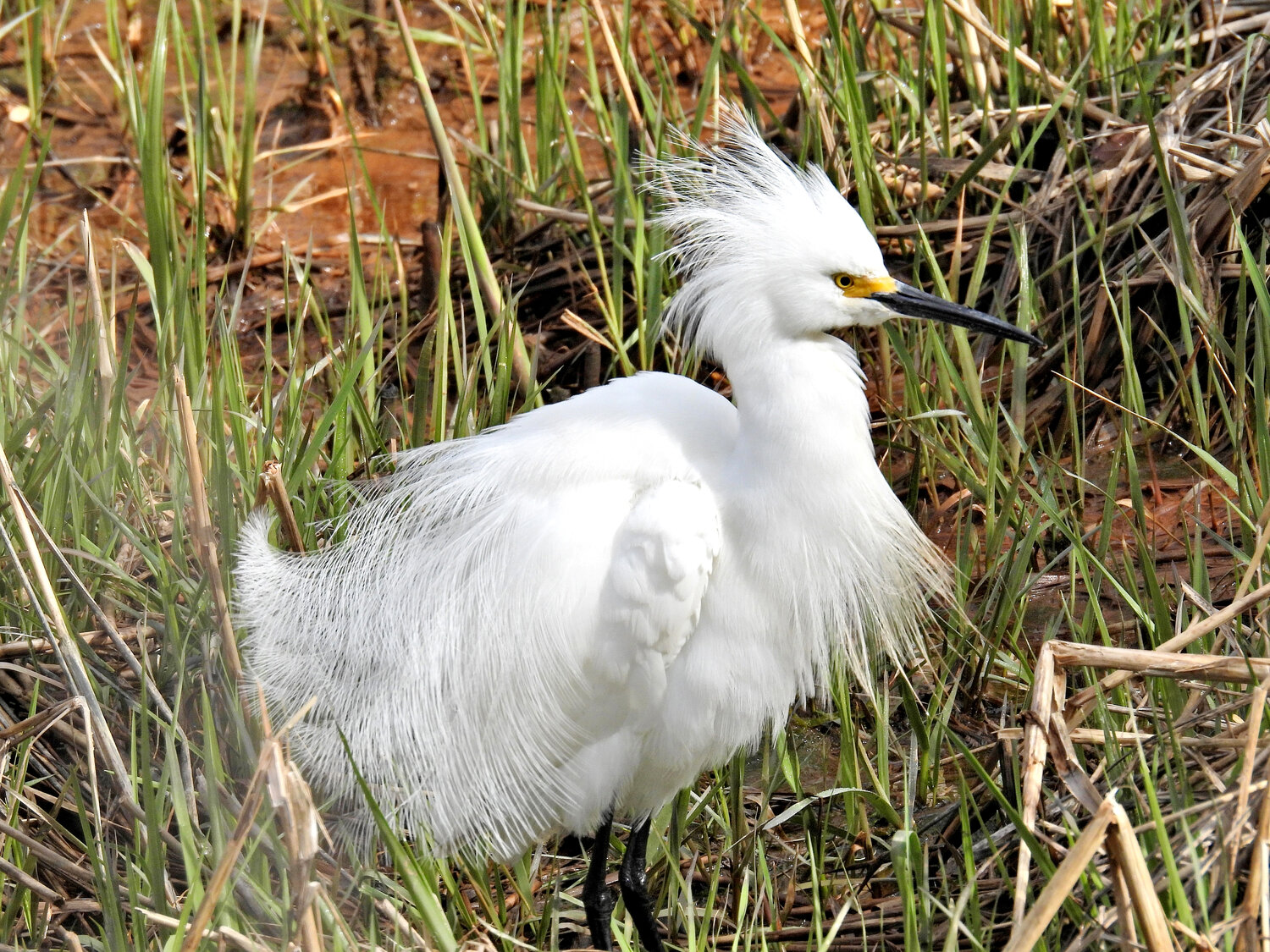 Snowy egret | Bay to Bay News