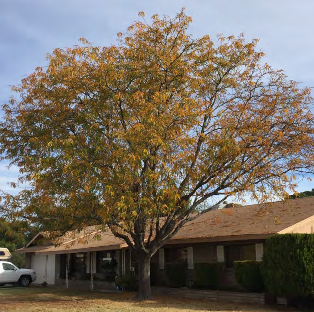 What Trees to Plant This Fall - Globe-Miami Times