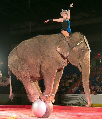 Loomis Bros. Circus brings “Funtastic Tour” to Robertsdale | Gulf Coast ...