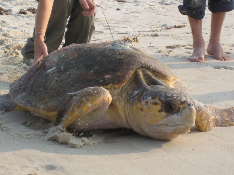 The story of Ella the sea turtle who came back to nest - Gulf Coast Media