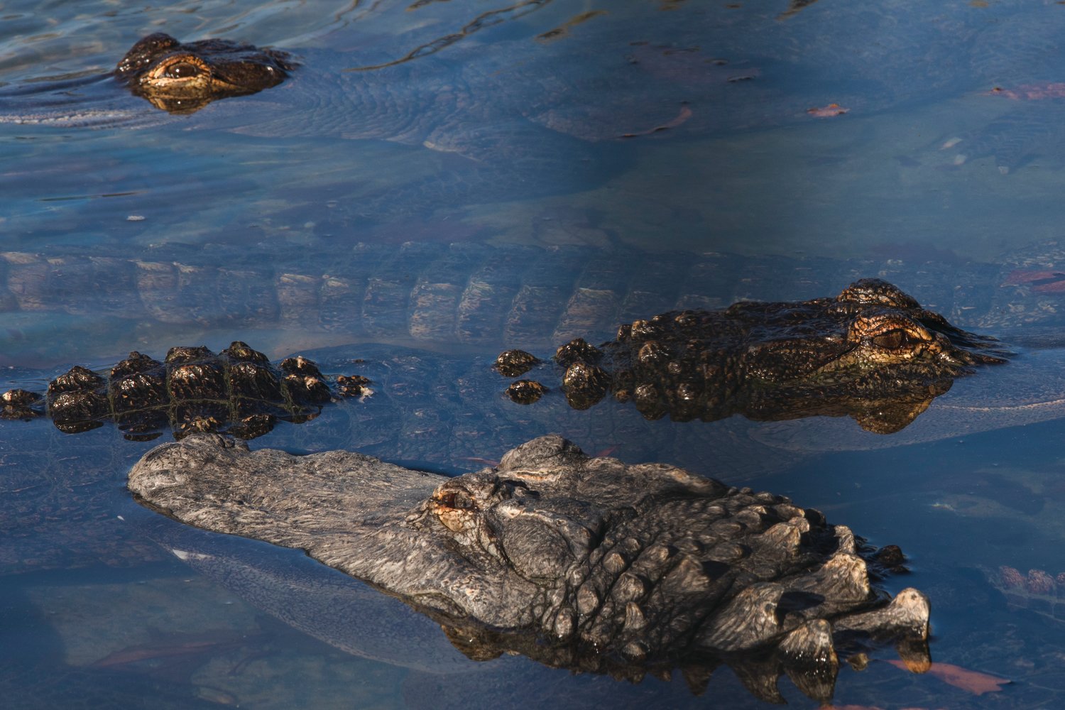 Get off the Beaten Path in Baldwin County, Alabama: Alligator Alley ...