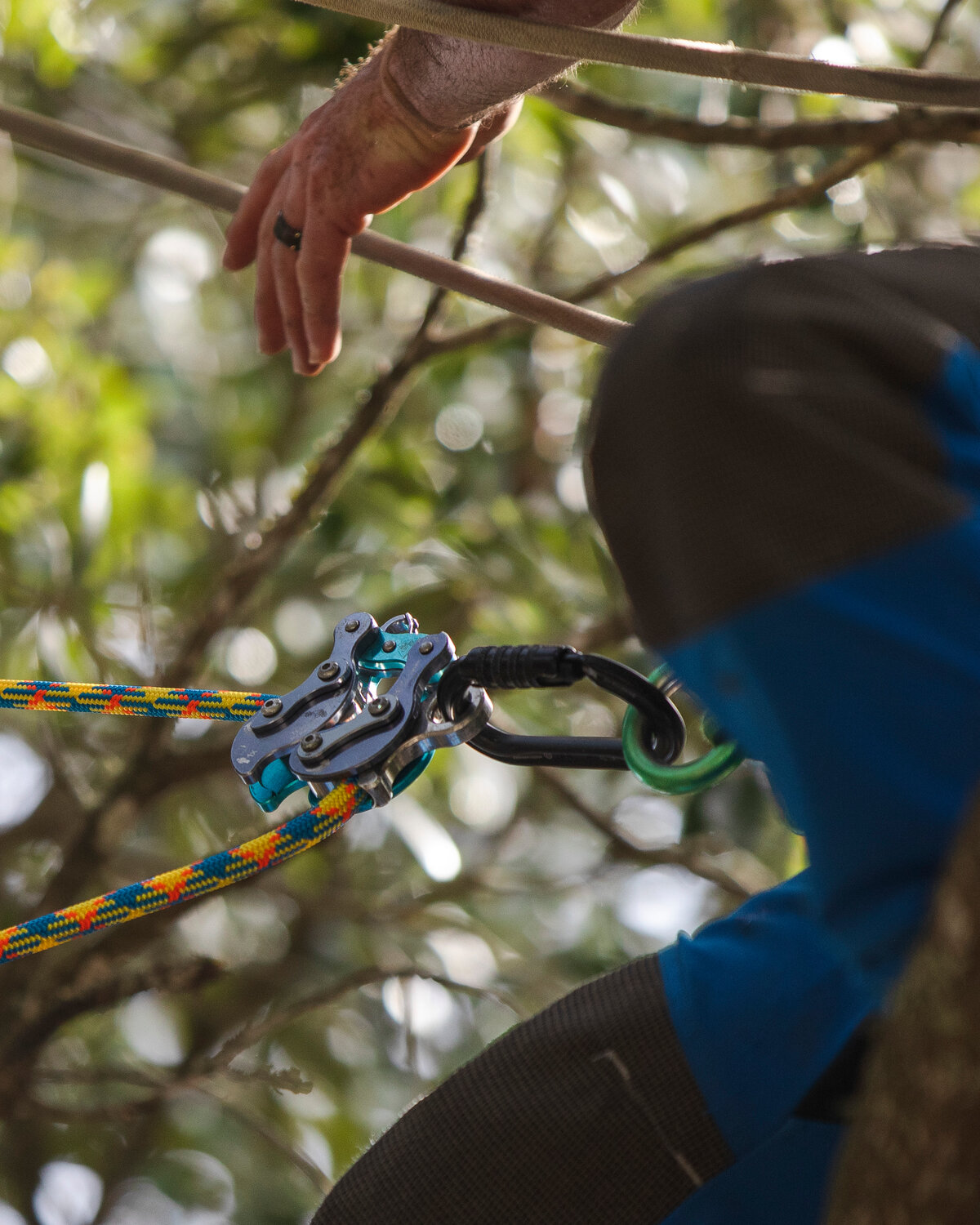 Alabama’s tree-climbing competition comes to Gulf Shores - Gulf Coast Media