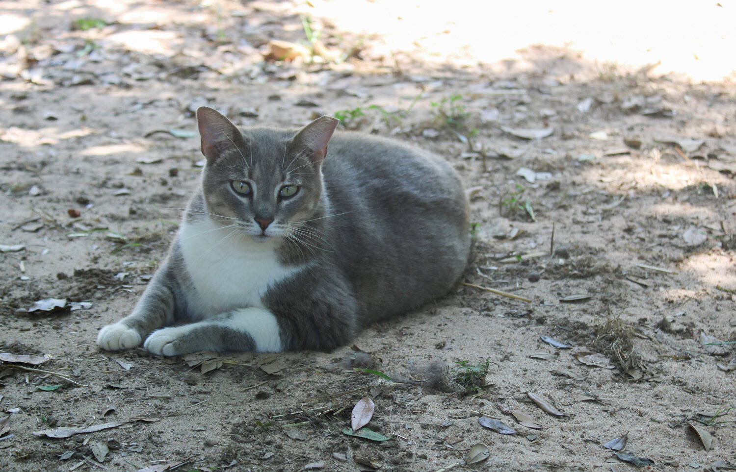 Coastal Cats and Critters gives abandoned, feral cats a new home in ...