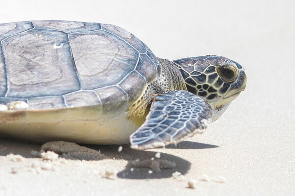 Wildlife under pressure: Endangered species in Baldwin County - Gulf ...