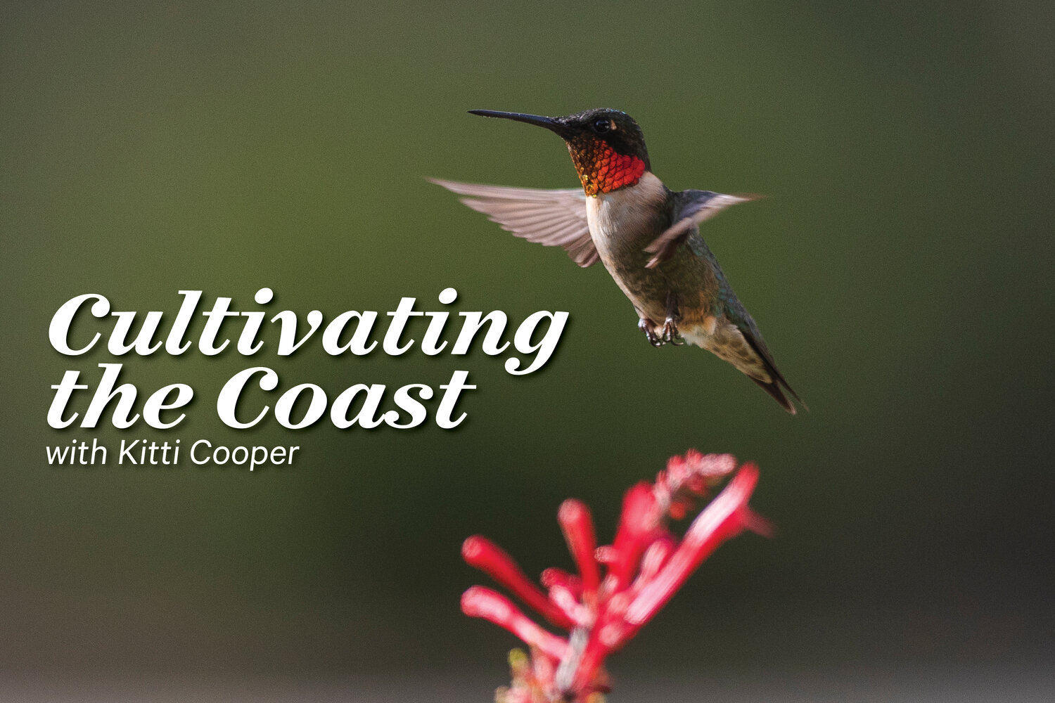 The buzz on hummers: How to keep your garden the hottest nectar bar in ...