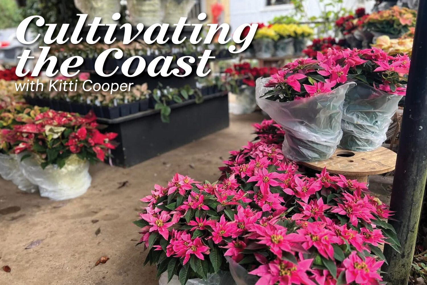The point of poinsettia: The plant that painted Christmas red ...