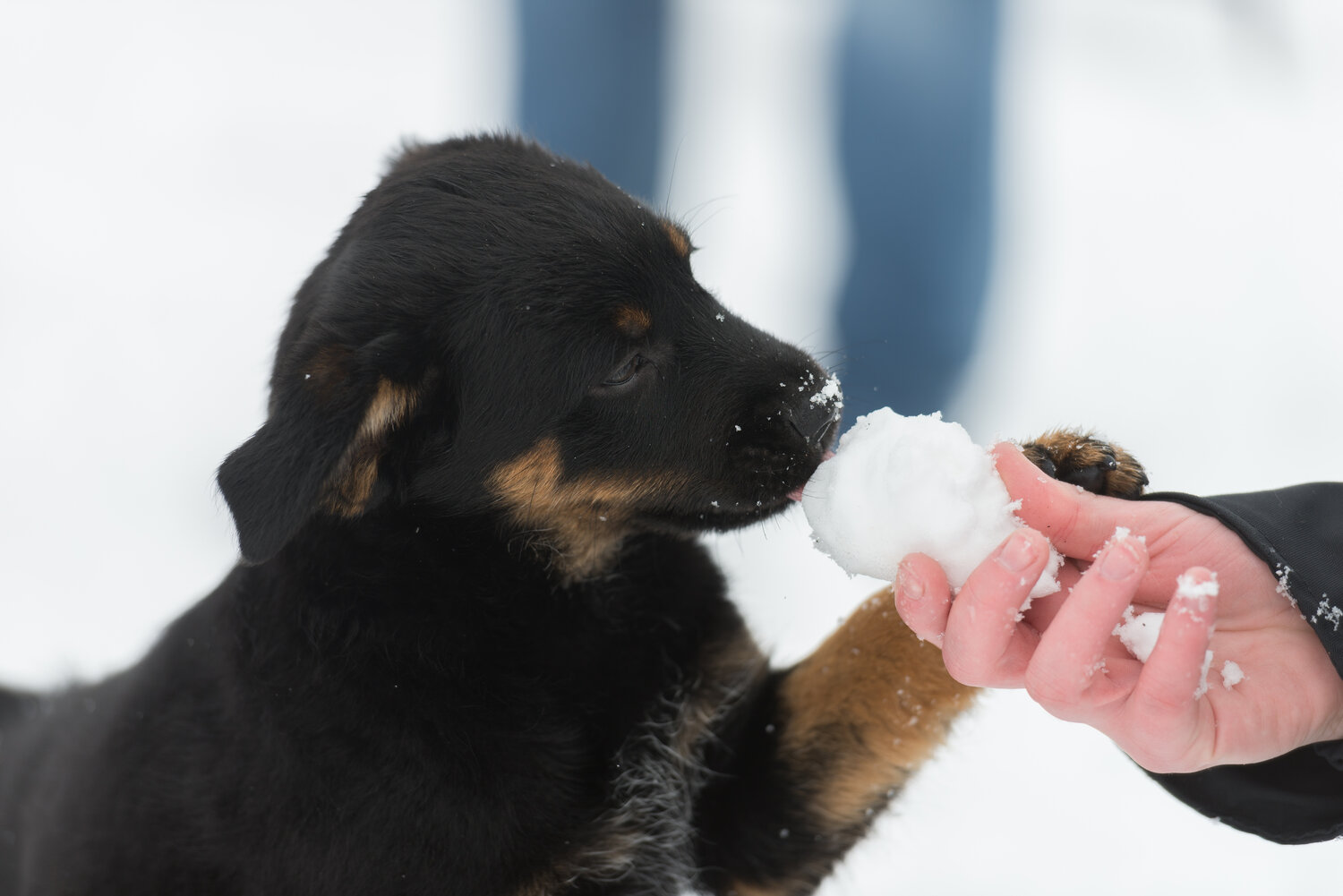 Keep pets cozy this holiday season with tips on keeping them warm, safe ...