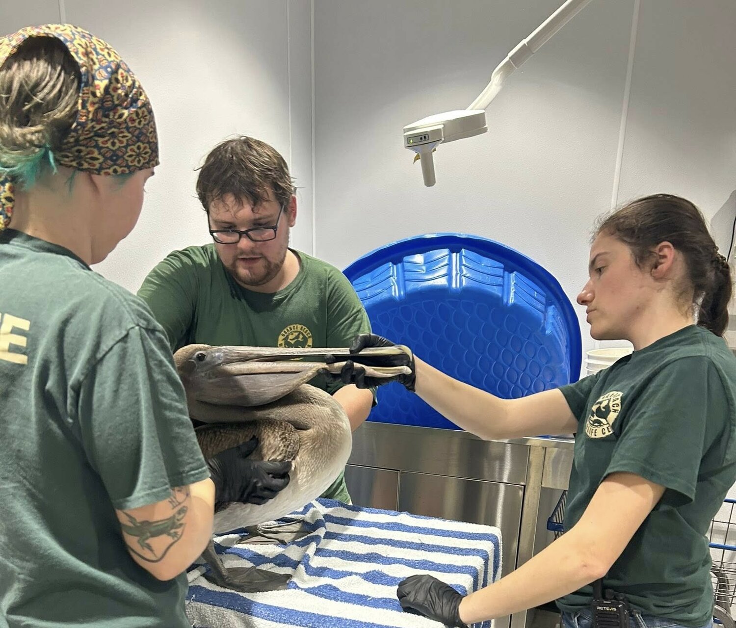 Awareness factor in rising number of injured animals admitted to Orange ...