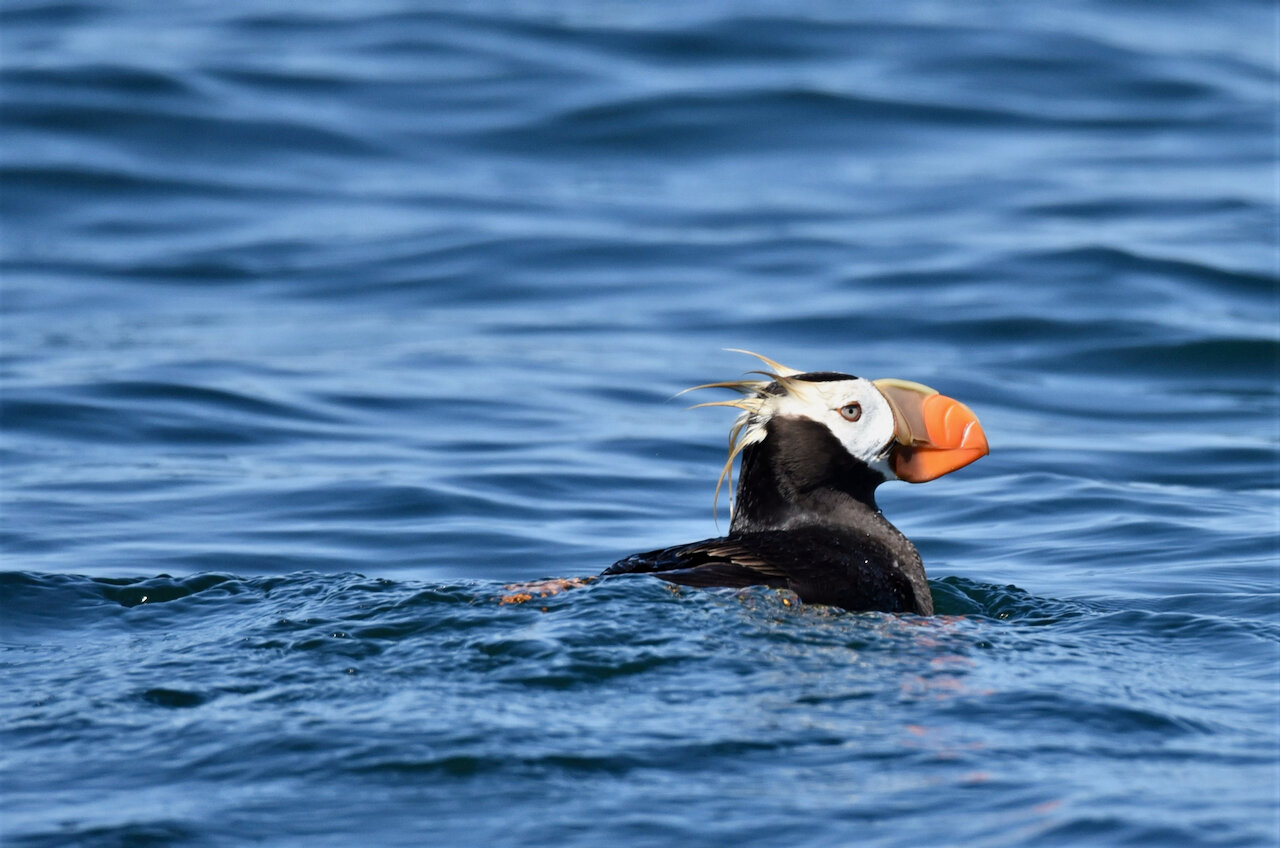 Tufted Puffins: Facts & Conservation | JOLT News - News Usa Today
