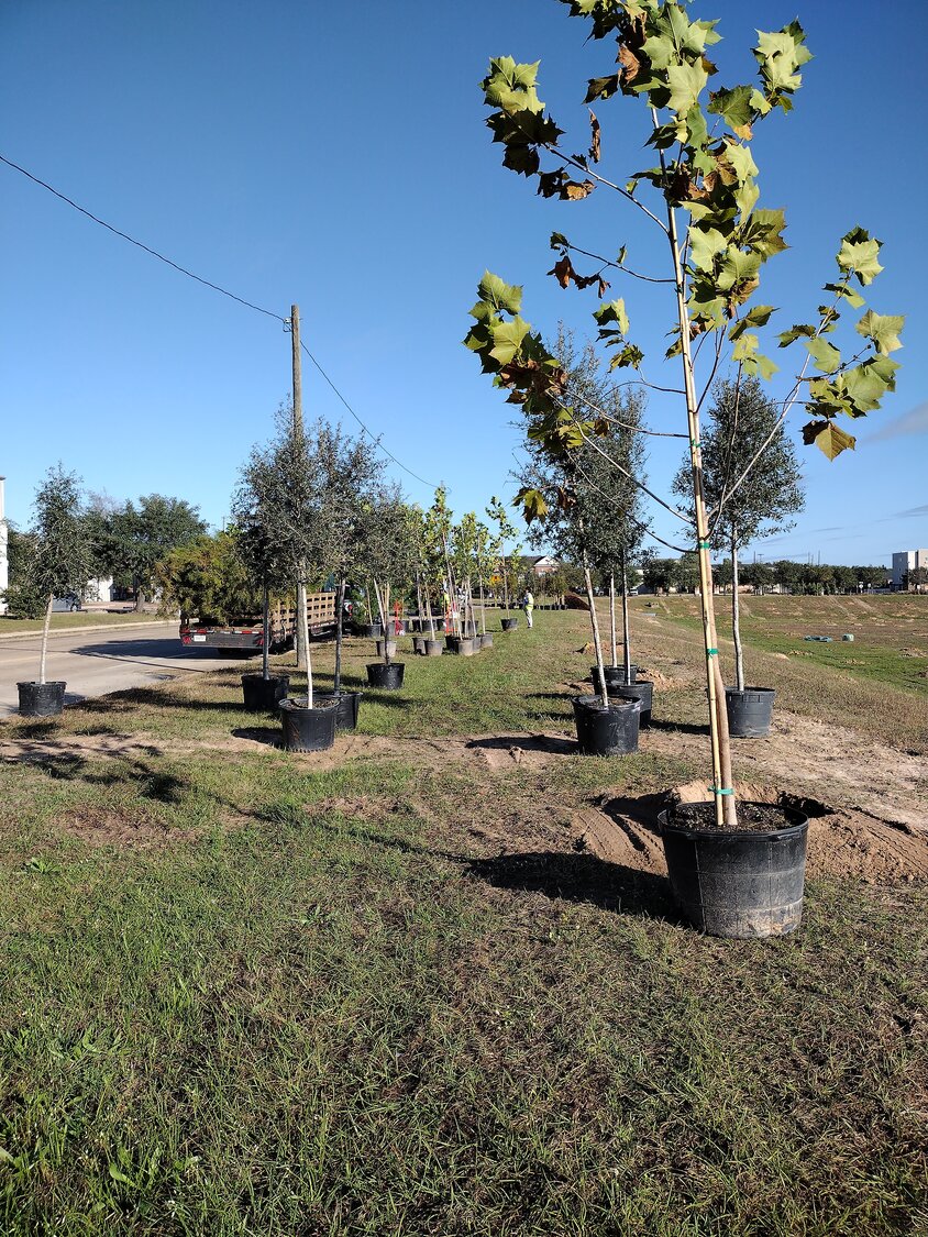 ‘Trees for Katy’ and partners plant 416 trees in NE Katy | Katy Times
