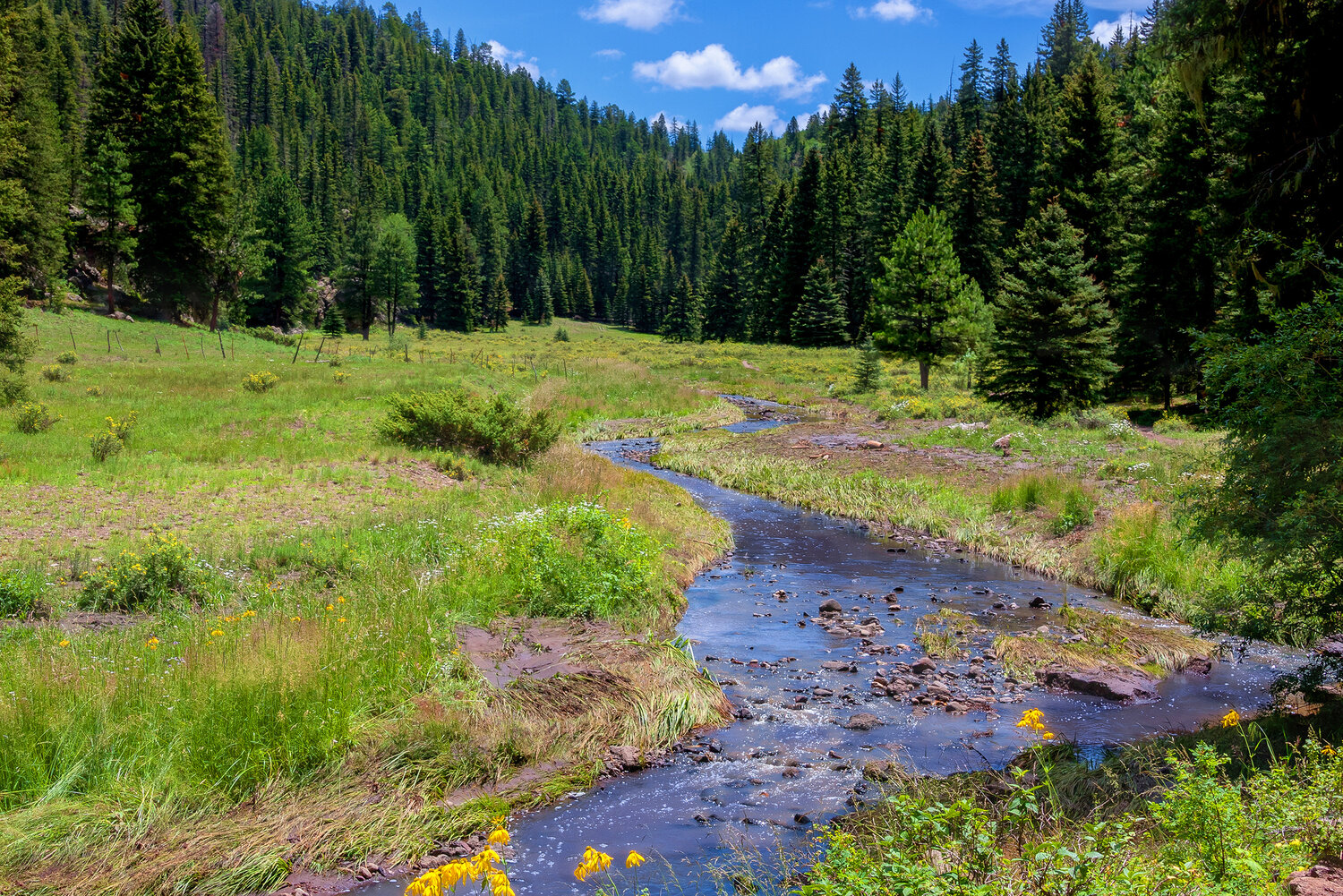 Fire danger rises ahead of New Mexico’s summer storms | Desert Exposure
