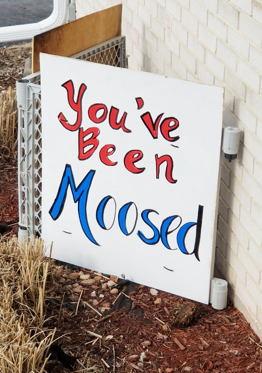 'You've been Moosed' fundraiser is on - The Mexico Ledger