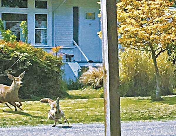 Photo: Out, coyote, out | Port Townsend Leader