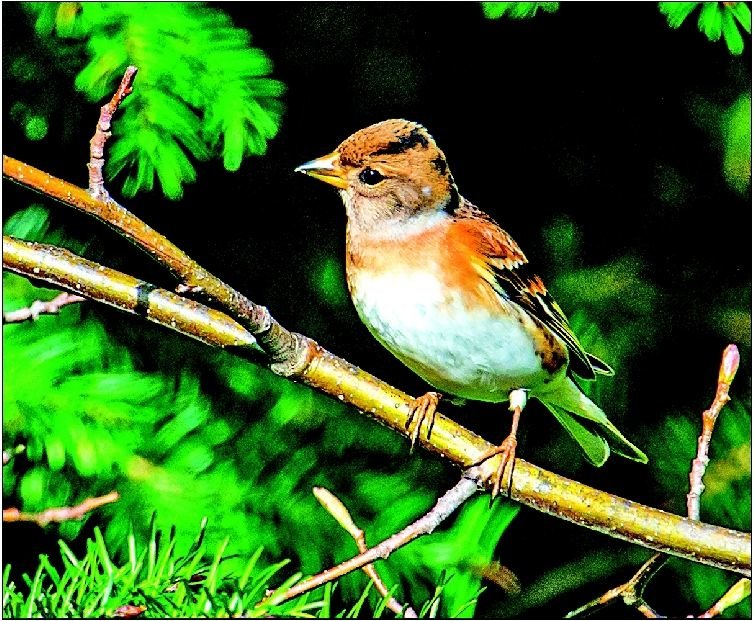 Rare bird seen in Port Hadlock | Port Townsend Leader