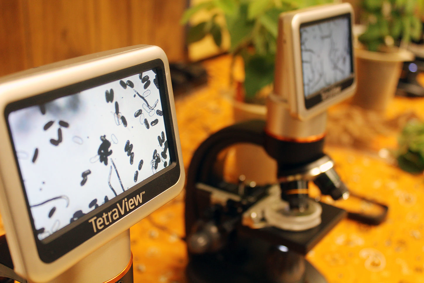 Test for soybean cyst nematodes before spring planting | Star-Journal