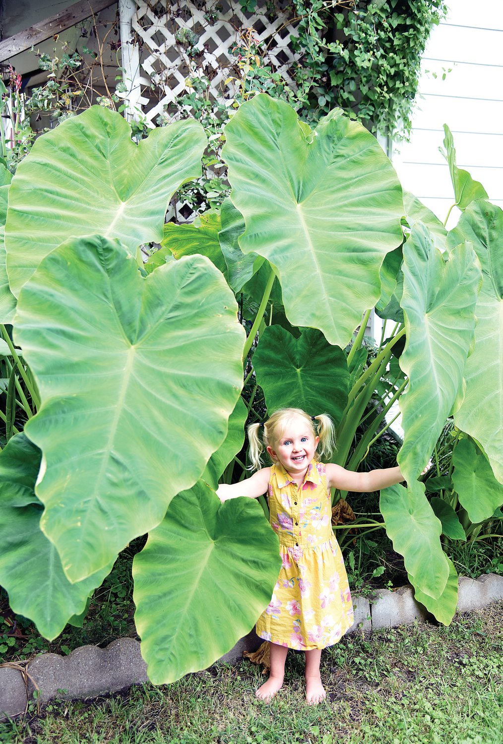 ‘The Jungle,’ filled with giant flowers | Star-Journal