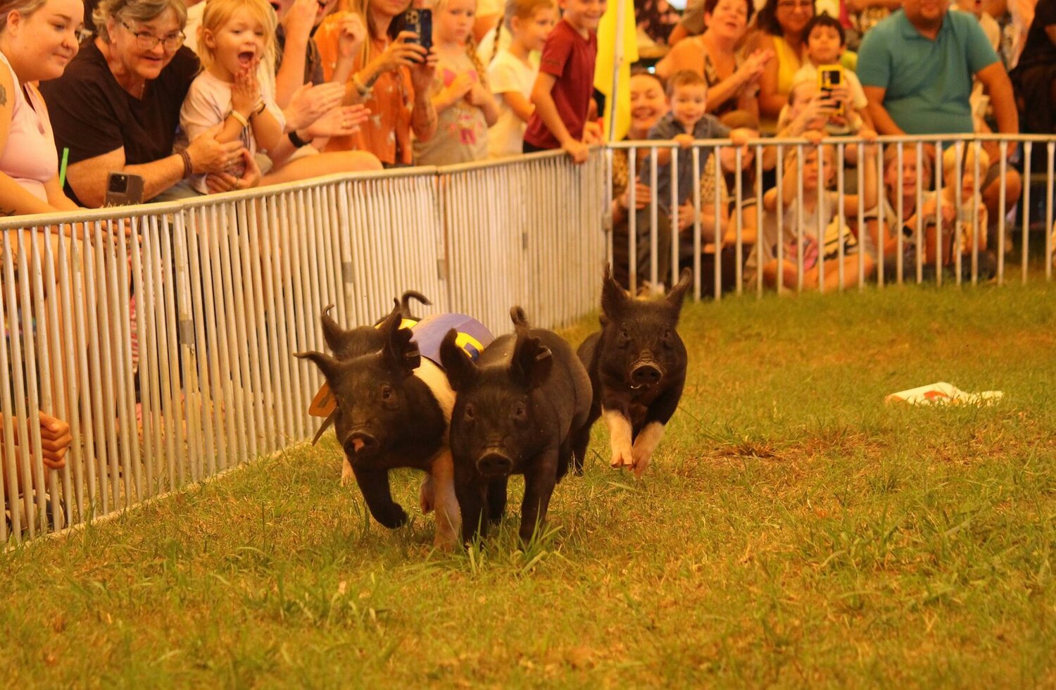 State fair’s pig racing show a family act | Star-Journal
