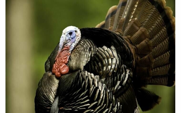 MU Extension, partners develop appraisal guide for wild turkey habitat ...