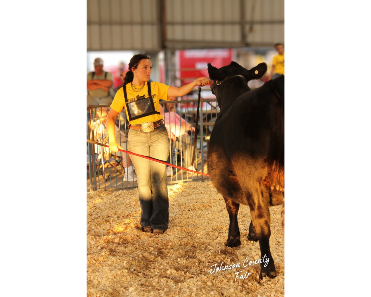 2025 Johnson County 4-H, FFA Beef Show results | Star-Journal