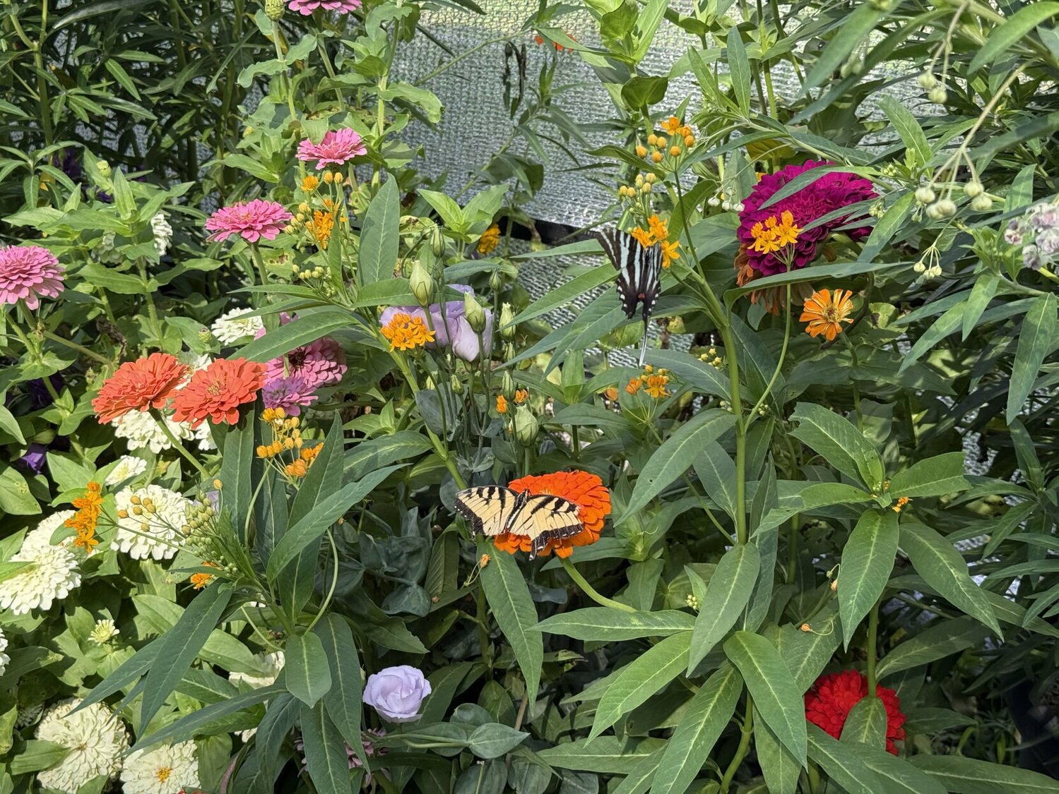 Festival of Butterflies flutters through Powell Gardens | Star-Journal