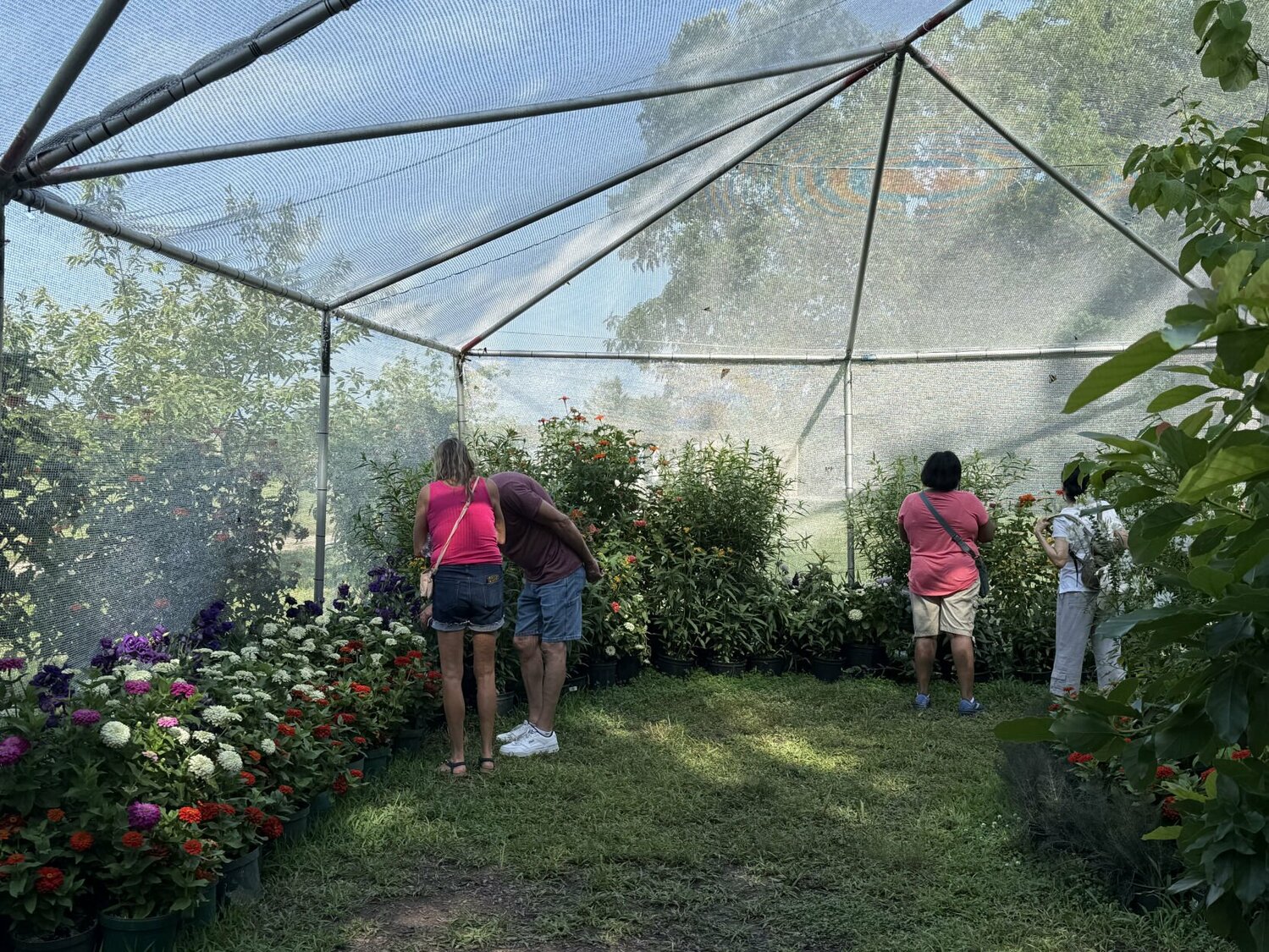 Festival of Butterflies flutters through Powell Gardens | Star-Journal