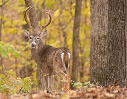 MDC announces changes to deer-hunting regulations | Star-Journal