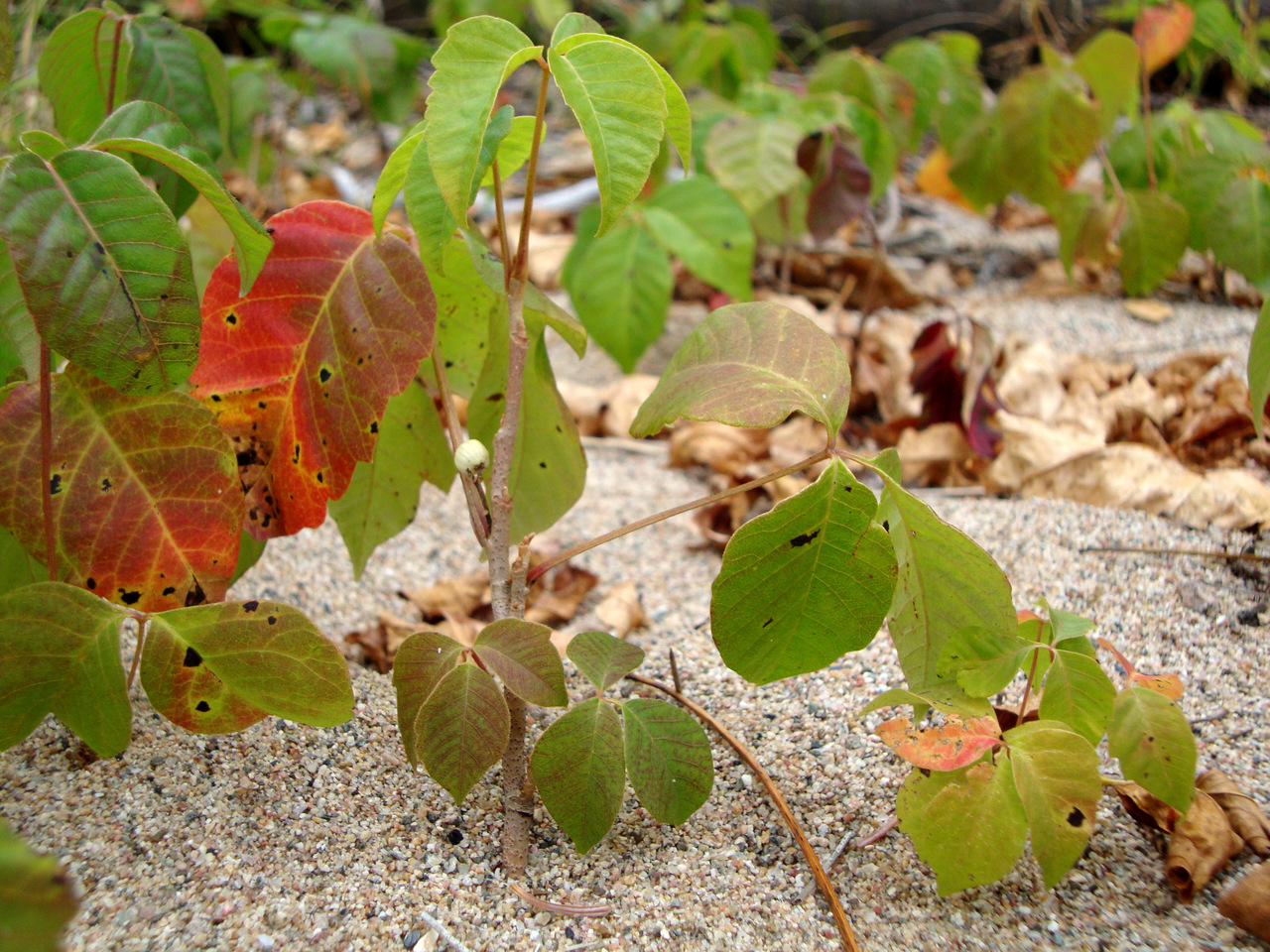Poison Ivy in Fall Color - The Timberjay