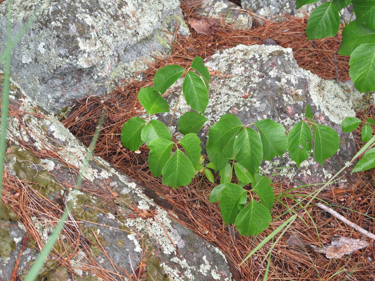 Poison Ivy in Fall Color - The Timberjay