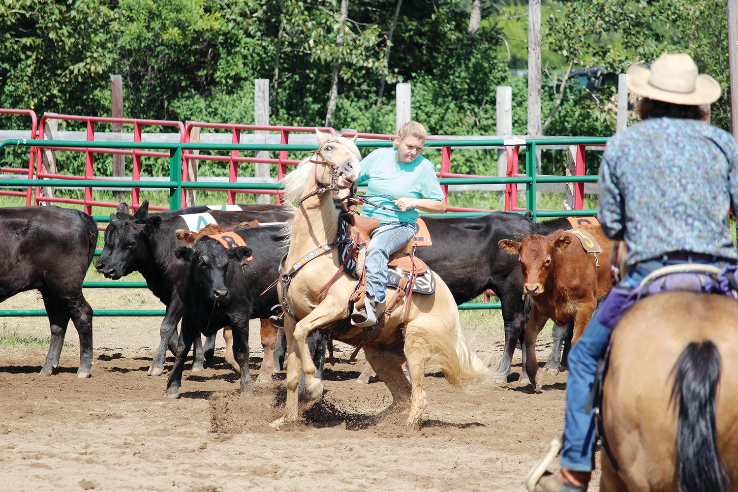 Embarrass Team Penning and Ranch Sorting results - The Timberjay