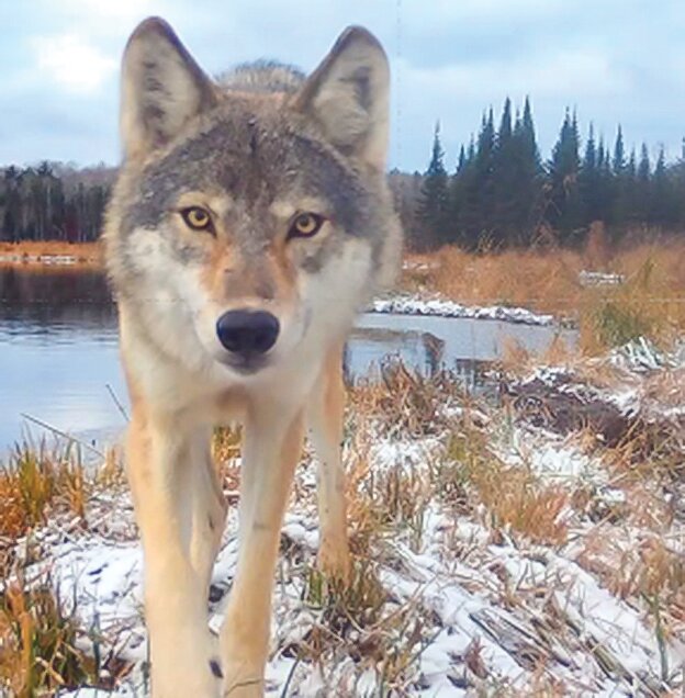 DNR estimates wolf population has declined - The Timberjay