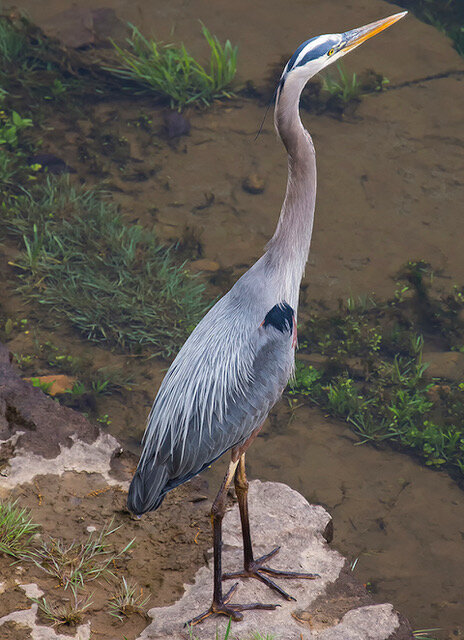 The bird with a dagger for a beak | Maries County Advocate